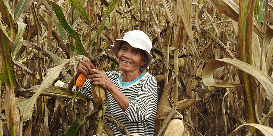 eFeedLink - Cagayan Valley top corn producer in the Philippines