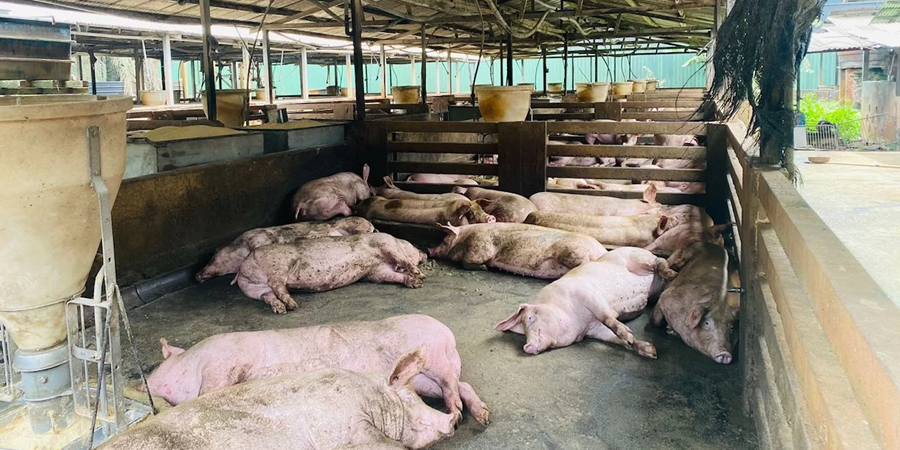 eFeedLink - ASF hit two pig farms in Selangor, Malaysia