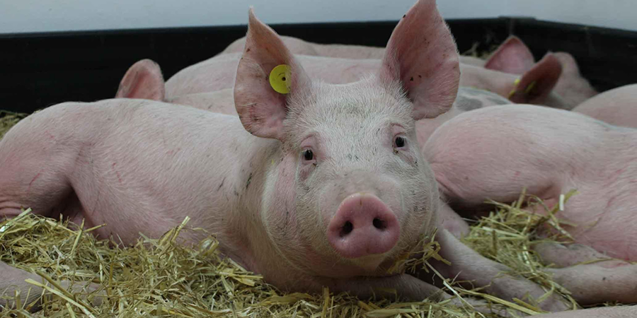 eFeedLink - Researchers in Germany uncover how ASF virus evades pig ...